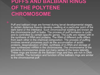 Lampbrush and polytene chromosome | PPTX