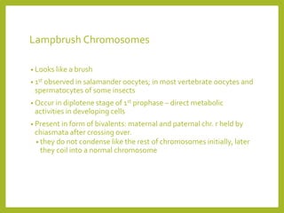 lampbrush chr.ppt