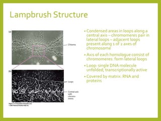 lampbrush chr.ppt