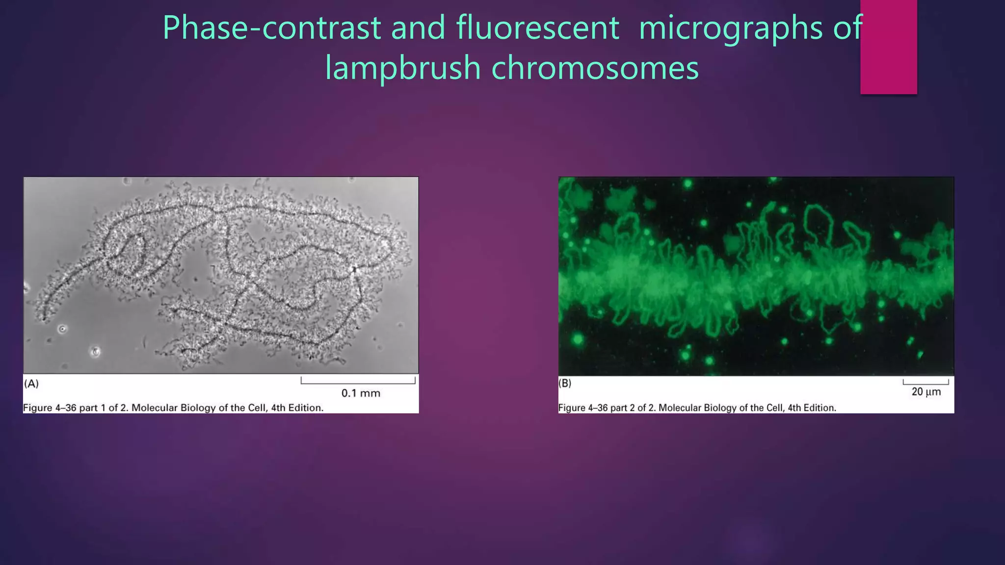Lampbrush chromosome,chromosomes structure.giant chromosomes lambrush ...