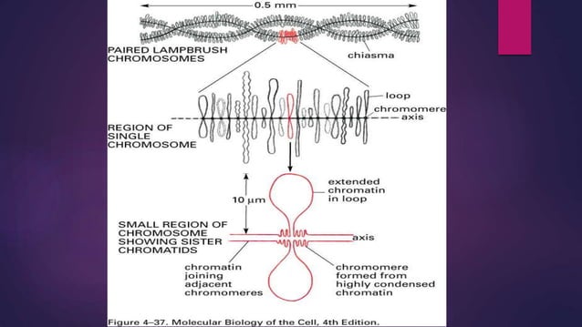 Lampbrush chromosome,chromosomes structure.giant chromosomes lambrush chromosomes and their ...
