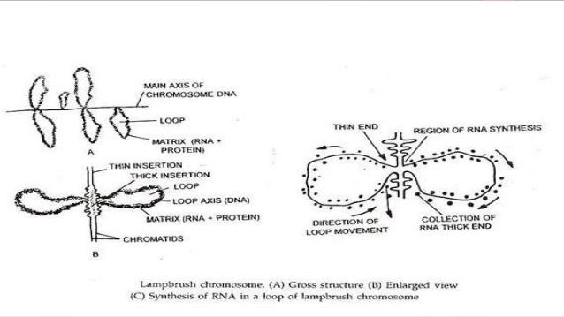 Lampbrush chromosome,chromosomes structure.giant chromosomes lambrush…