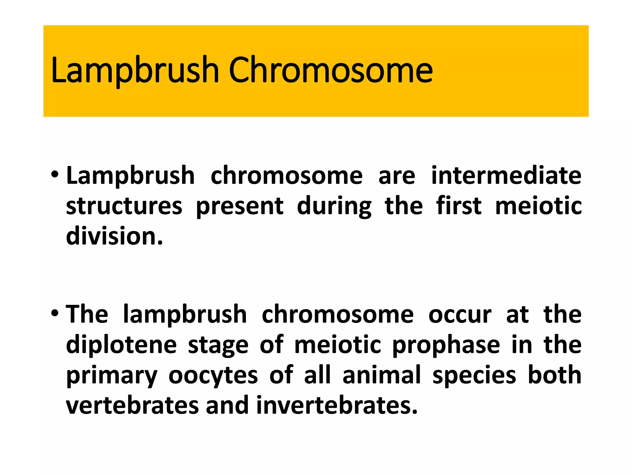 Lampbrush chromosome and their importance | PPTX