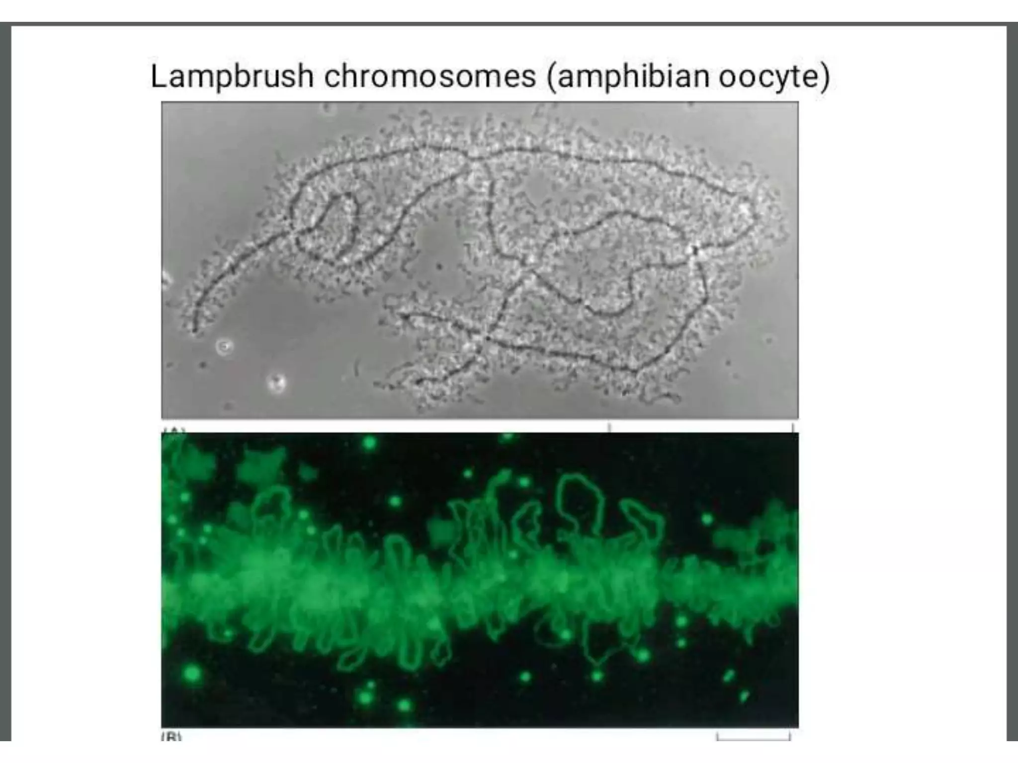 Lampbrush chromosome and their importance | PPTX