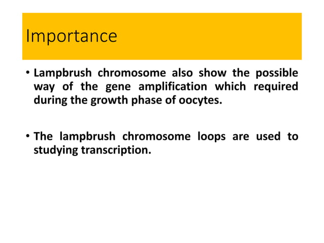 Lampbrush chromosome and their importance | PPTX | Genetics | Science
