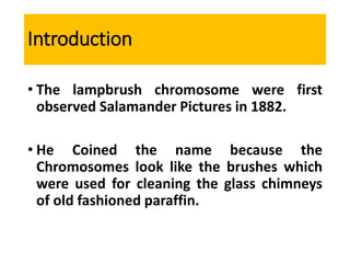 Lampbrush chromosome and their importance | PPTX | Genetics | Science