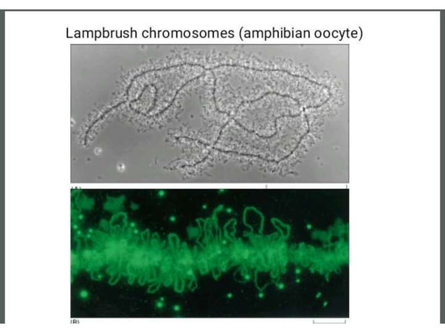 Lampbrush chromosome and their importance | PPTX | Genetics | Science