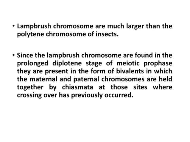 Lampbrush chromosome and their importance | PPTX | Genetics | Science