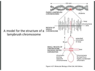 Lampbrush chromosome and their importance | PPTX | Genetics | Science