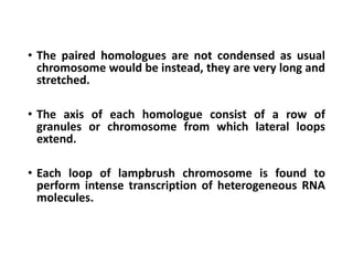 Lampbrush chromosome and their importance | PPTX | Genetics | Science