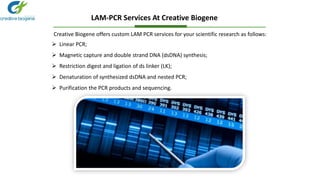 LAM PCR | PPTX