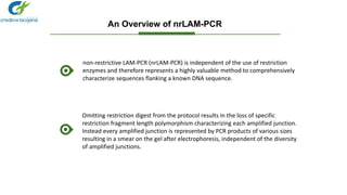 LAM PCR | PPT