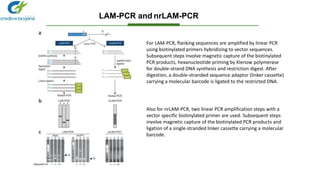 LAM PCR | PPT