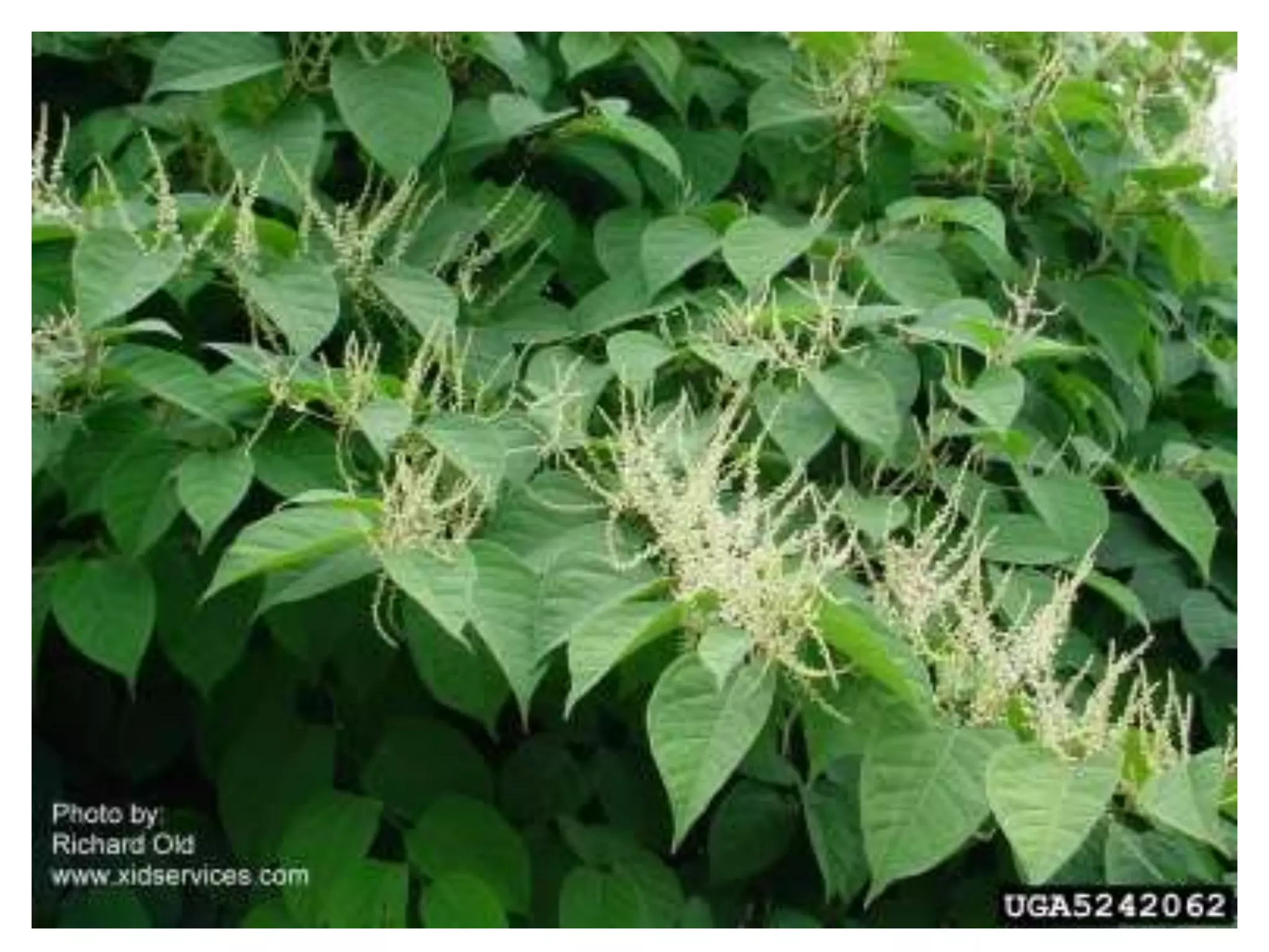 Injection of Herbicides into Rhizomes of Knotweeds and Other Invasive ...