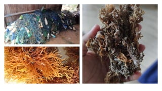 Budidaya Rumput Laut.pdf