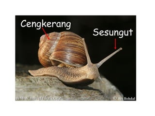 Lampiranpowervpoint | PPT