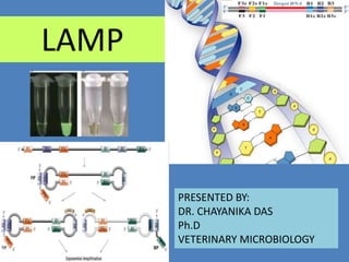 LAMP PCR.pptx by Dr. Chayanika Das, Ph.D, Veterinary Microbiology | PPTX