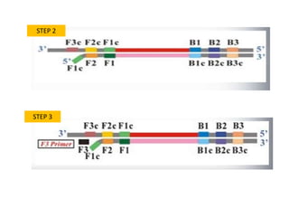 LAMP PCR.pptx by Dr. Chayanika Das, Ph.D, Veterinary Microbiology | PPTX