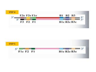 LAMP PCR.pptx by Dr. Chayanika Das, Ph.D, Veterinary Microbiology | PPTX