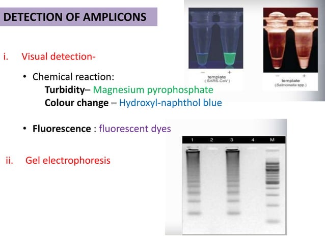 LAMP PCR.pptx by Dr. Chayanika Das, Ph.D, Veterinary Microbiology ...