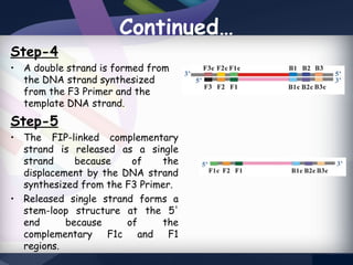 LAMP PCR | PPT