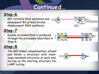 LAMP PCR | PPT