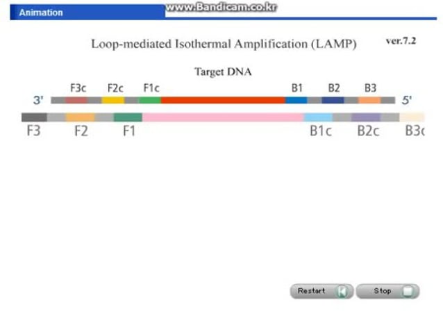 LAMP PCR | PPT | Genetics | Science