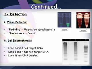 LAMP PCR | PPT