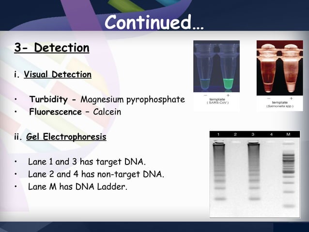 LAMP PCR | PPT | Genetics | Science