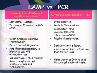 LAMP PCR | PPT
