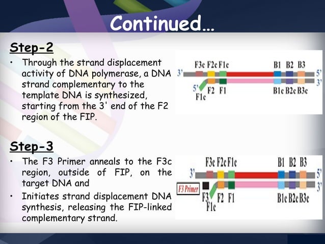 LAMP PCR | PPT | Genetics | Science