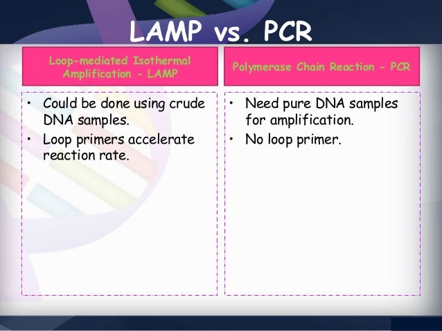LAMP PCR