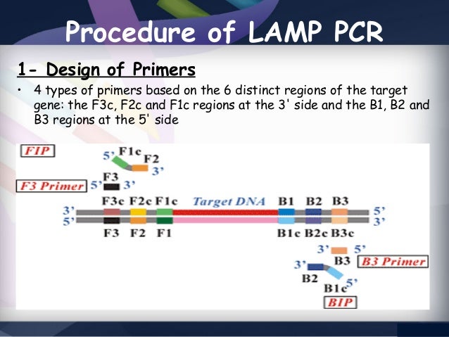 LAMP PCR