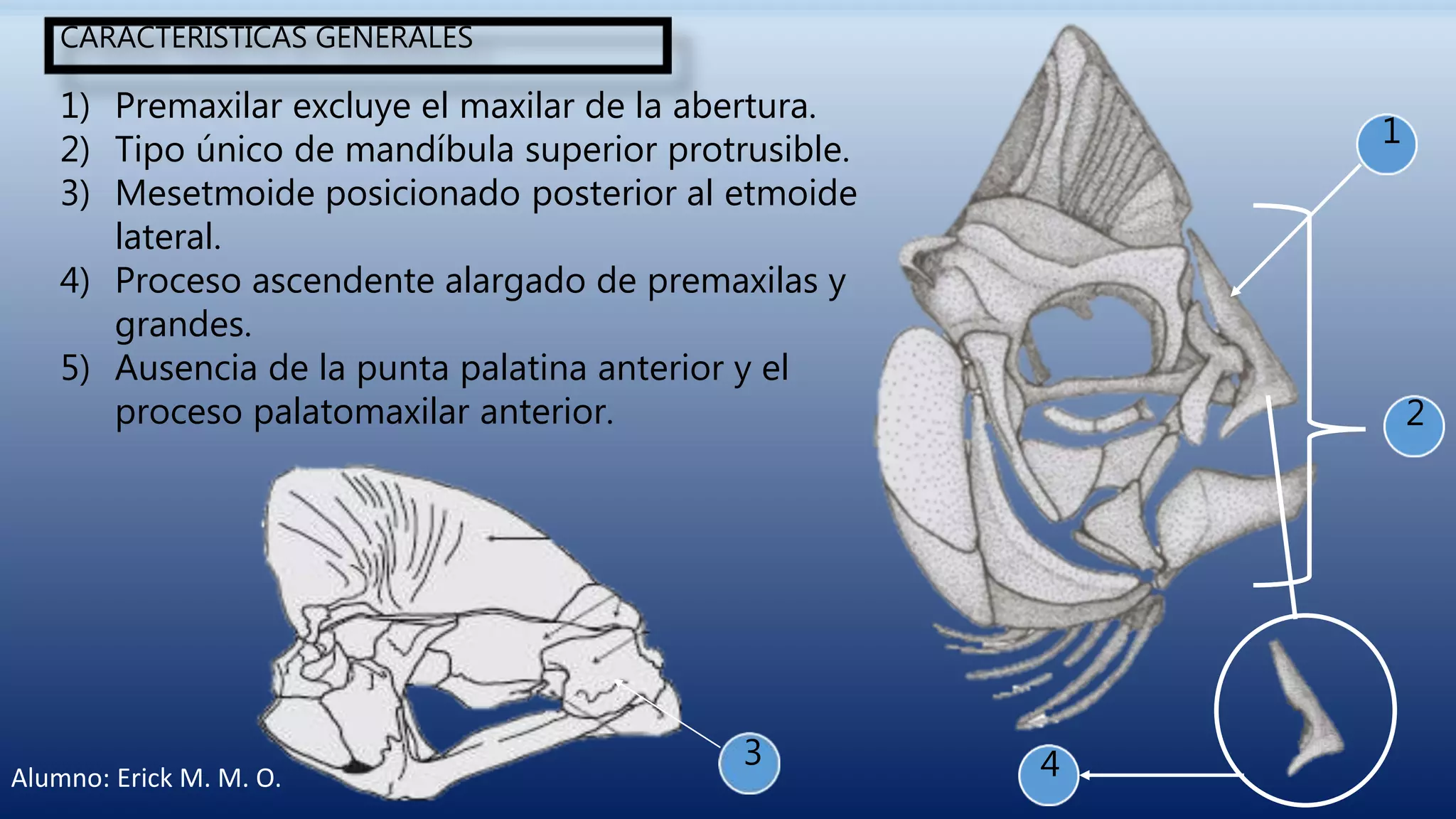 Peces: Orden Lampriformes (Peces Luna, Ophas) | PPT