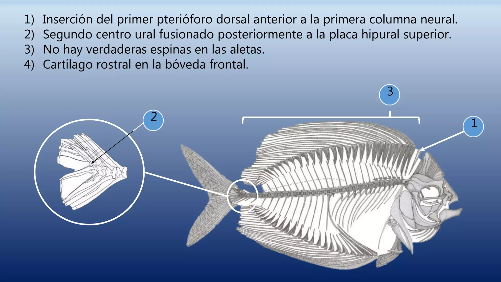 Peces: Orden Lampriformes (Peces Luna, Ophas) | PPTX | Fish and ...