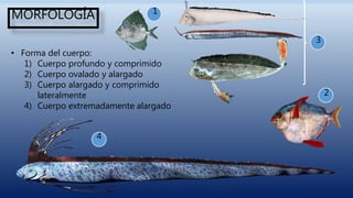 Peces: Orden Lampriformes (Peces Luna, Ophas) | PPTX