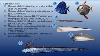 Peces: Orden Lampriformes (Peces Luna, Ophas) | PPTX
