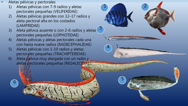 Peces: Orden Lampriformes (Peces Luna, Ophas) | PPTX | Fish and ...