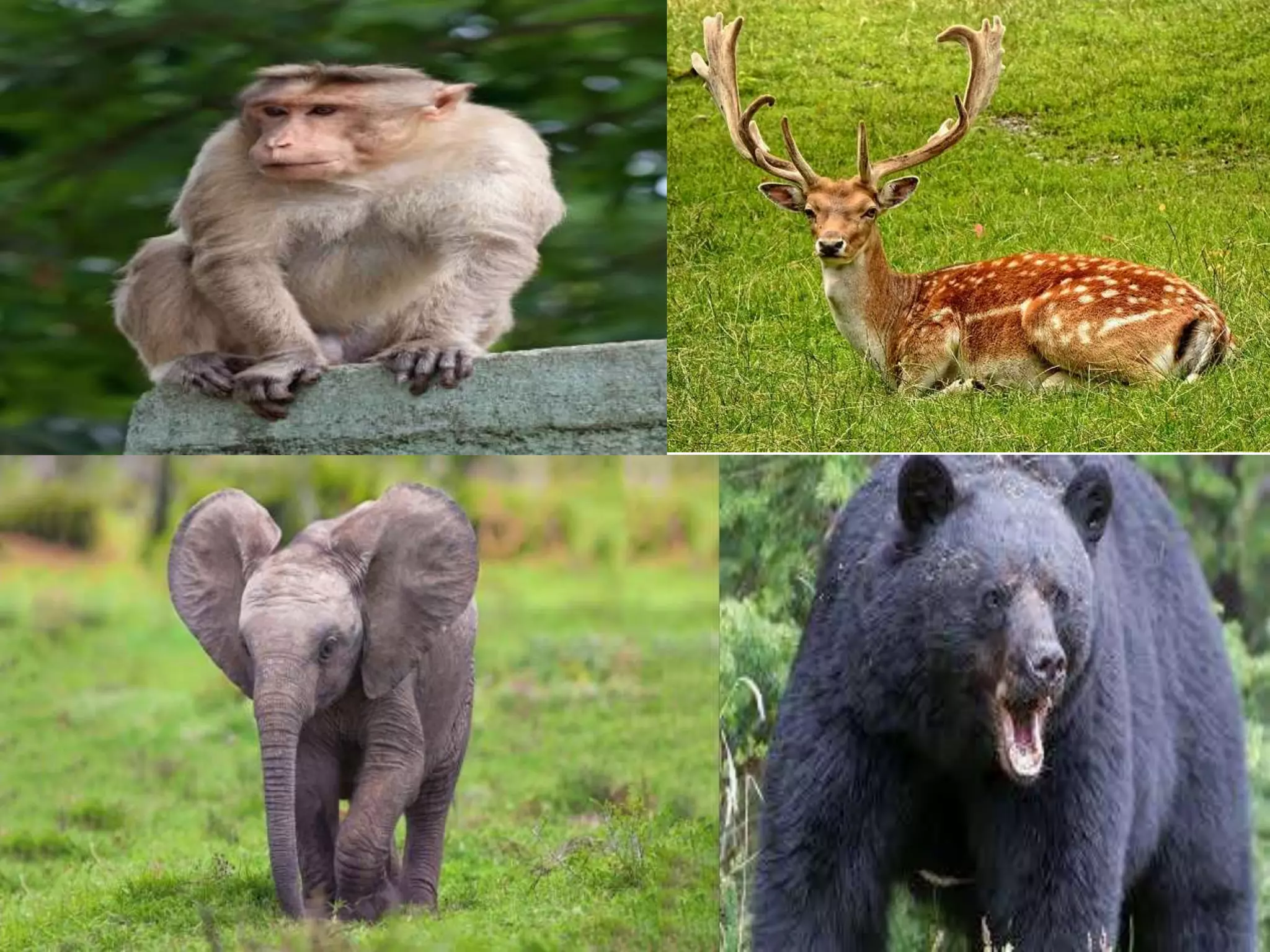 Lam quen voi tac pham van hoc truyen bac gau den va haichusthor | PPT