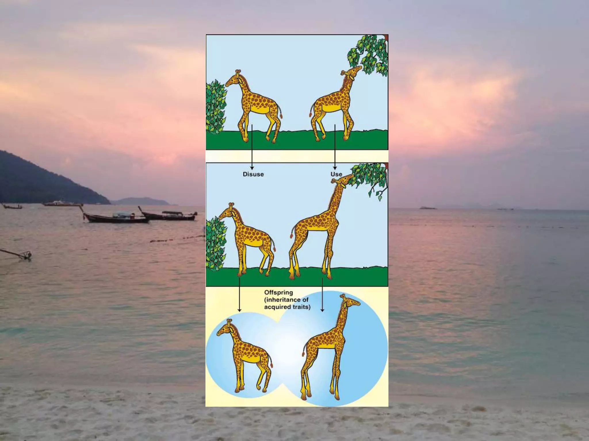 Lamracks hypothesis | PPTX