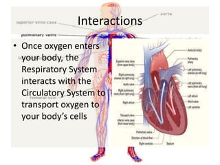 Circulatory System | PPTX