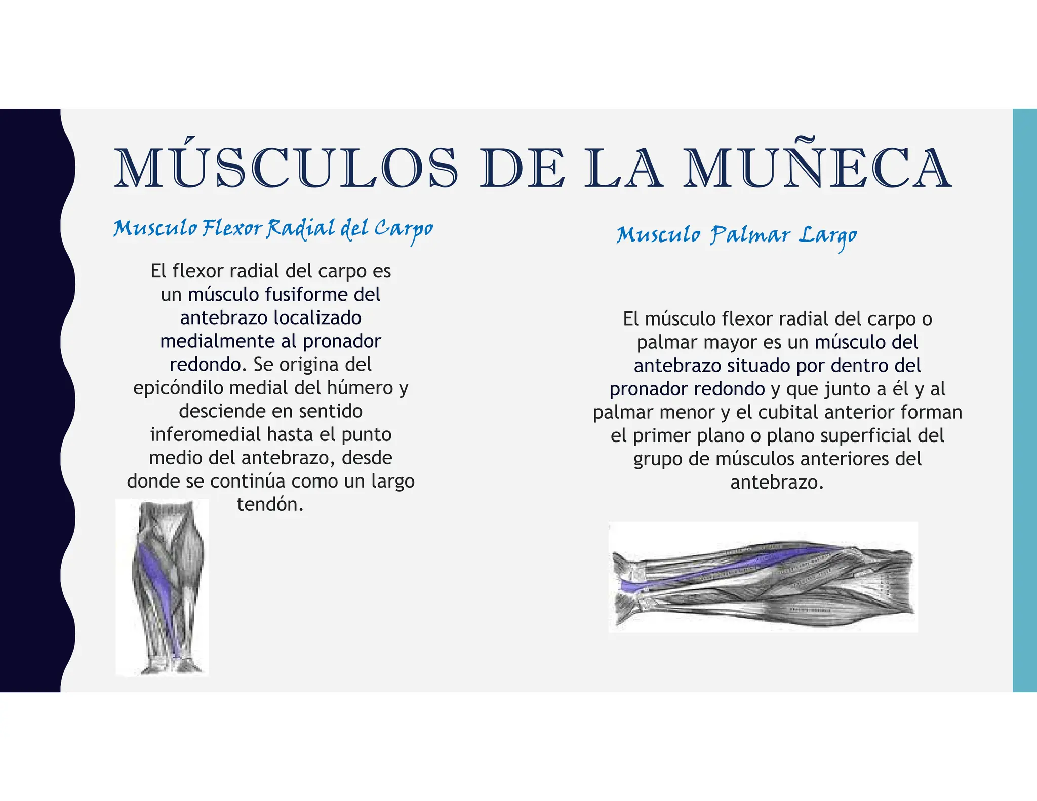 biomecanica de La muñeca solo lectura.pdf