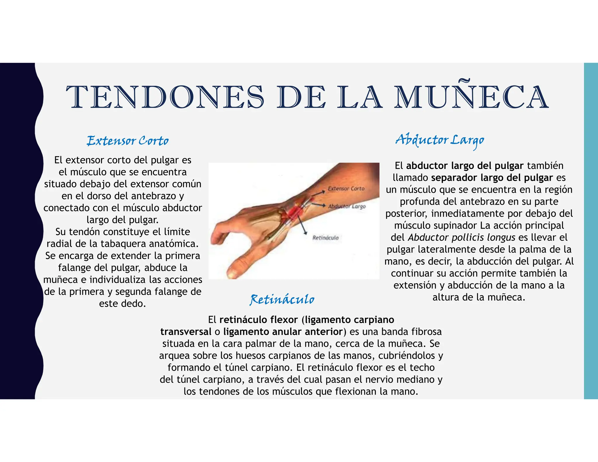 biomecanica de La muñeca solo lectura.pdf