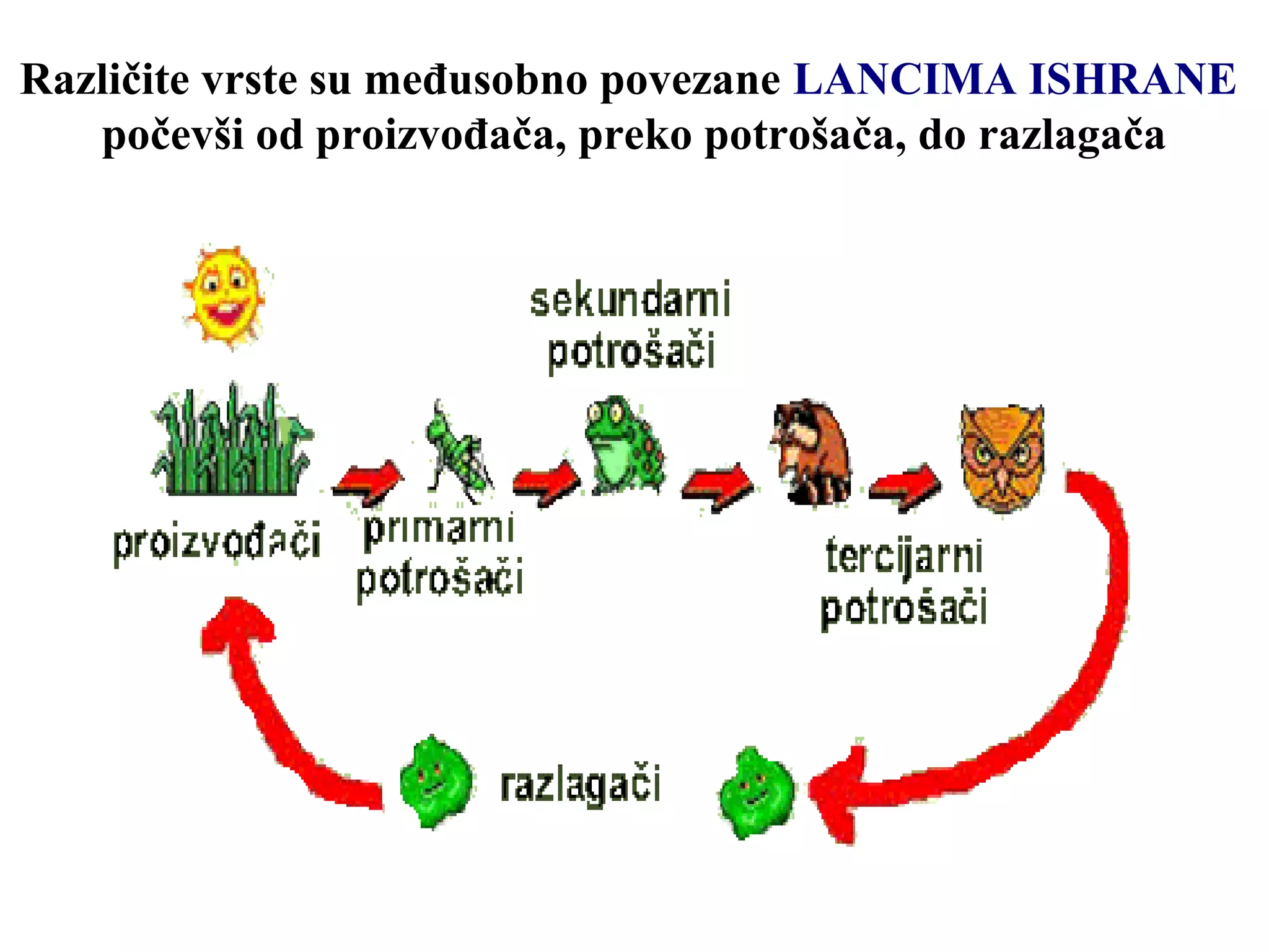 Lanac ishrane i trofička piramida | PPT