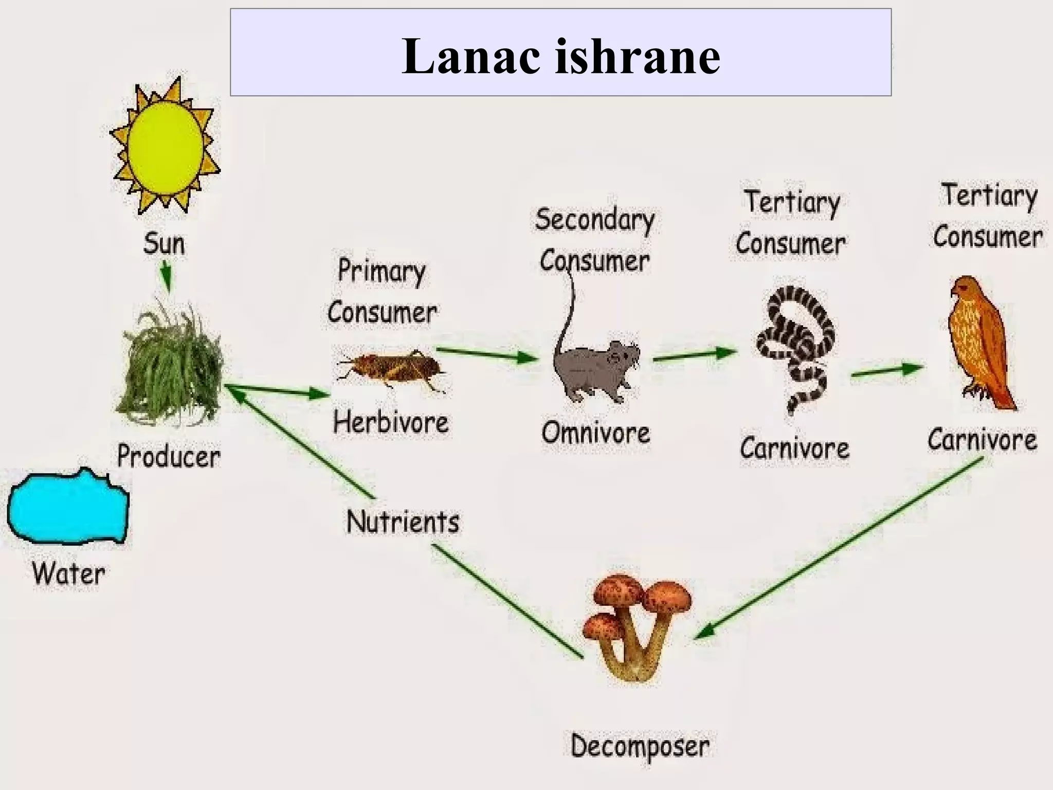 Lanac ishrane i trofička piramida | PPT
