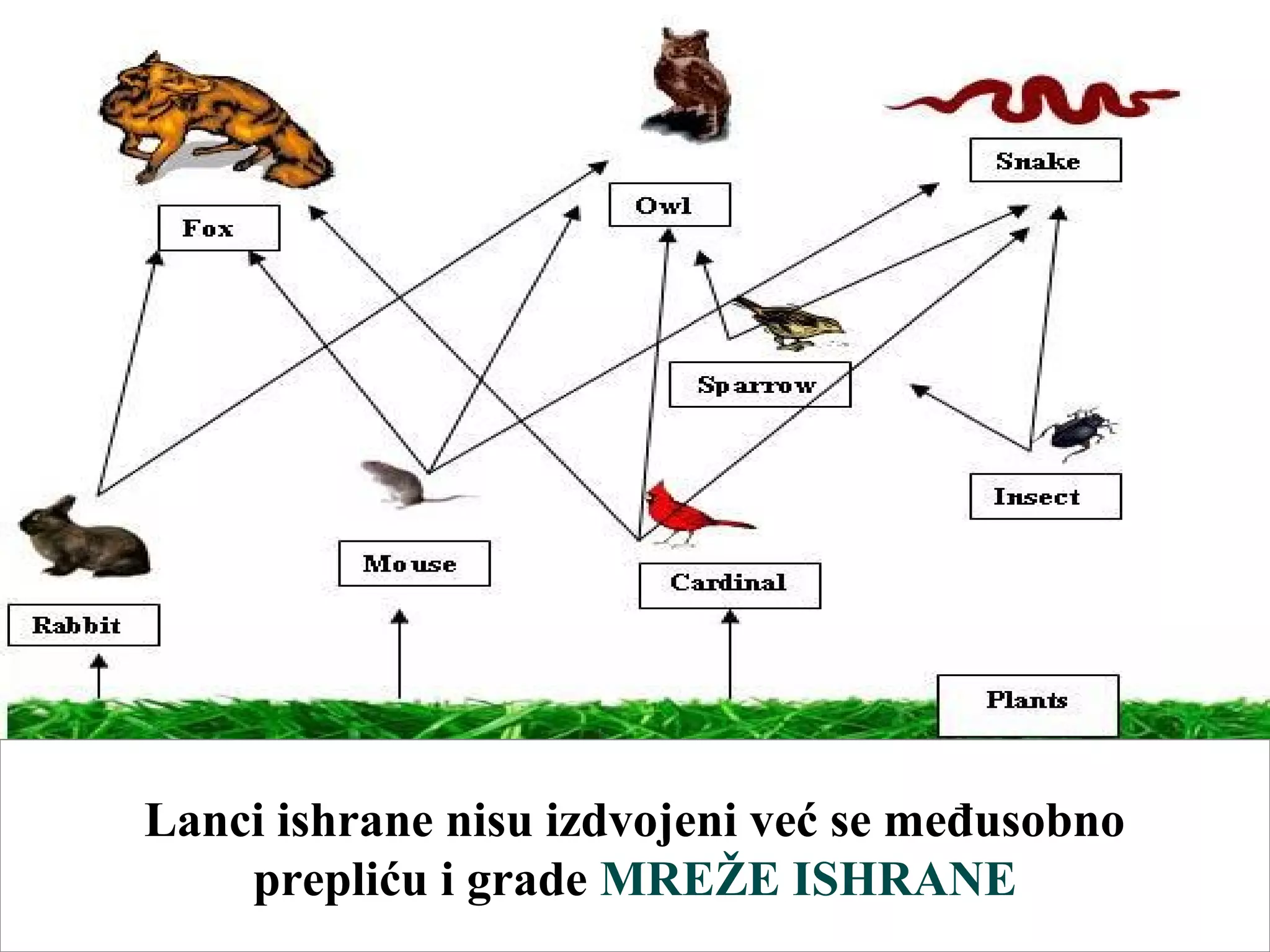 Lanac ishrane i trofička piramida | PPT