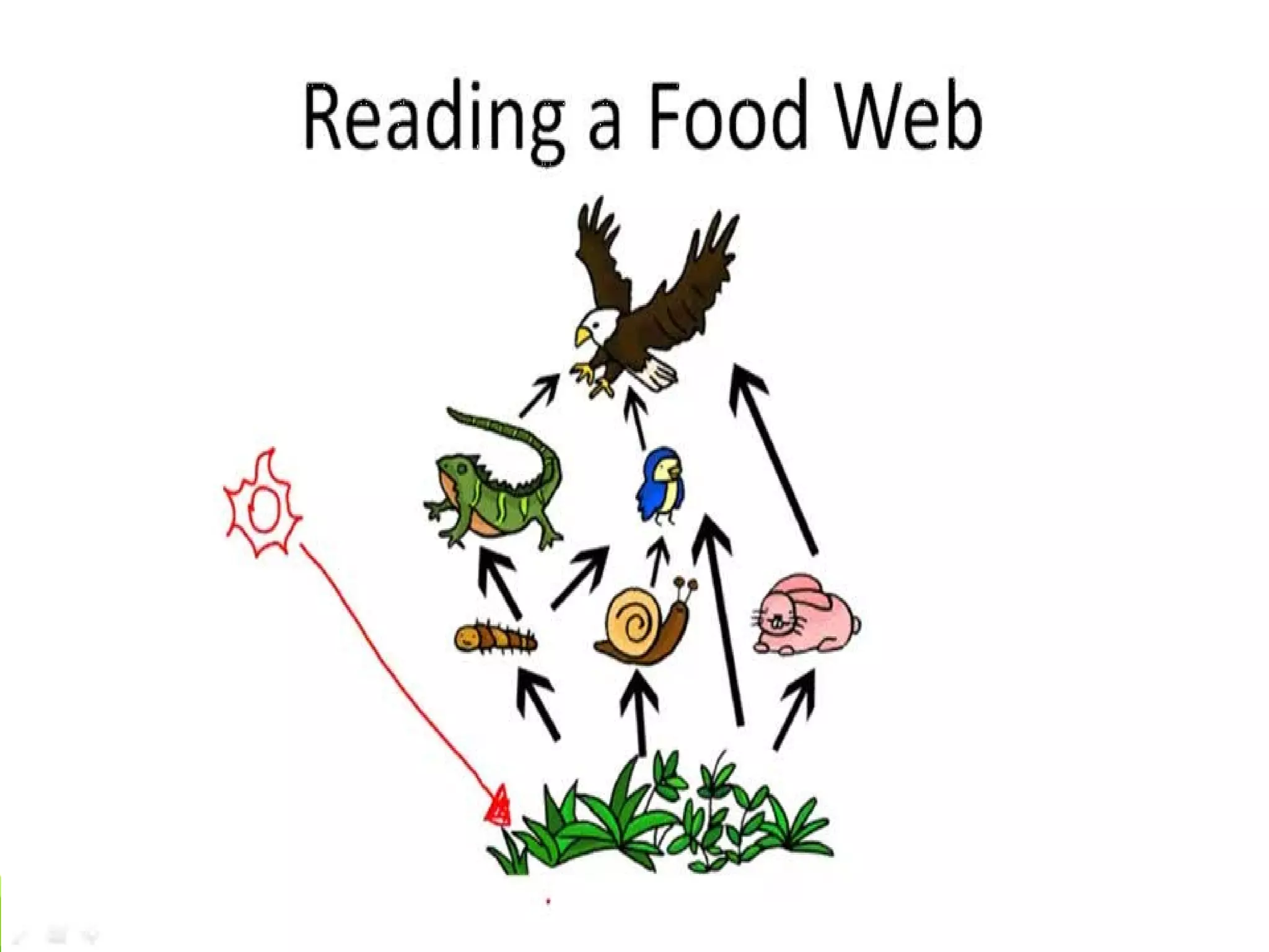 Lanac ishrane i trofička piramida | PPT