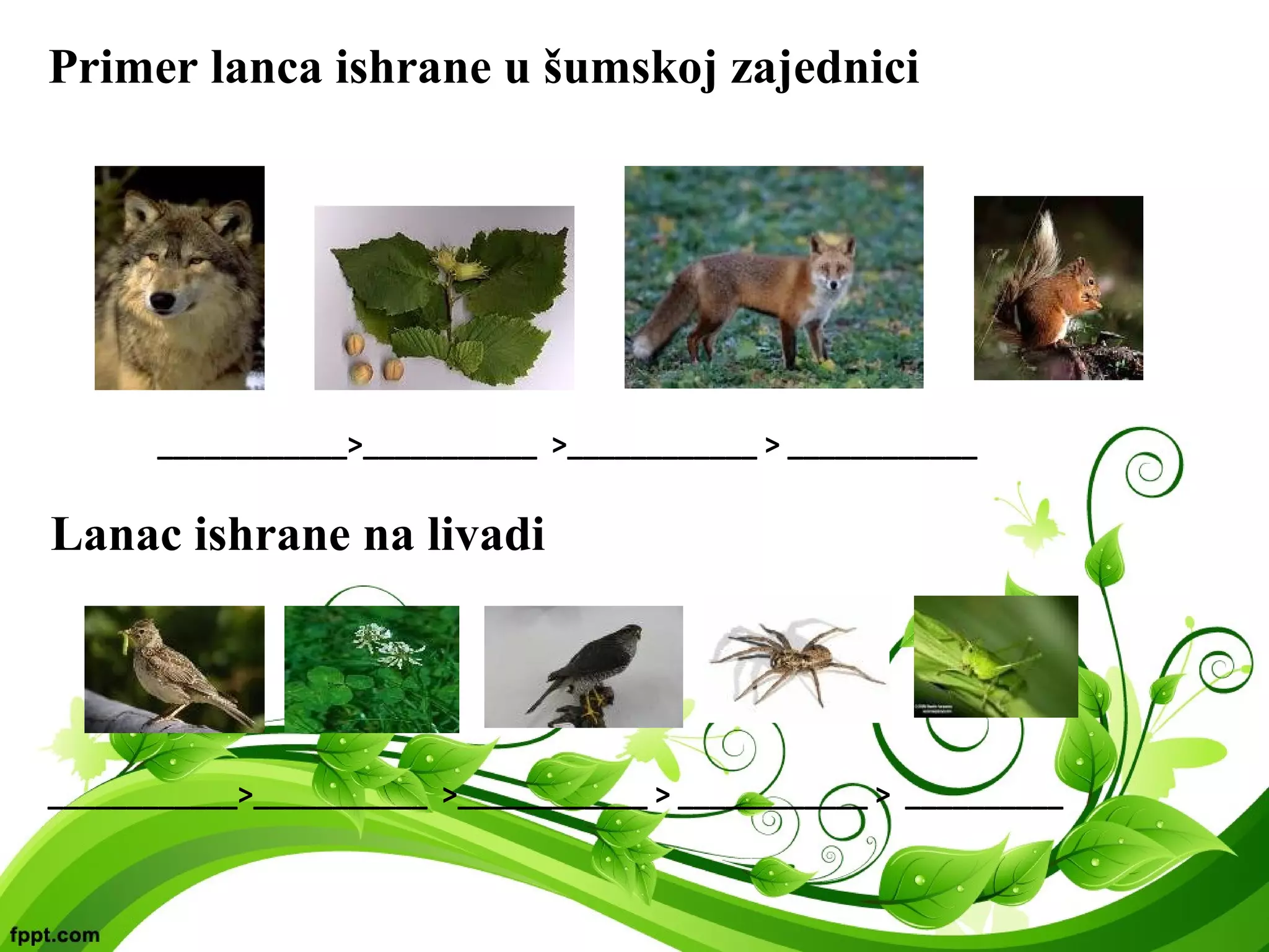 Lanac ishrane i trofička piramida | PPT