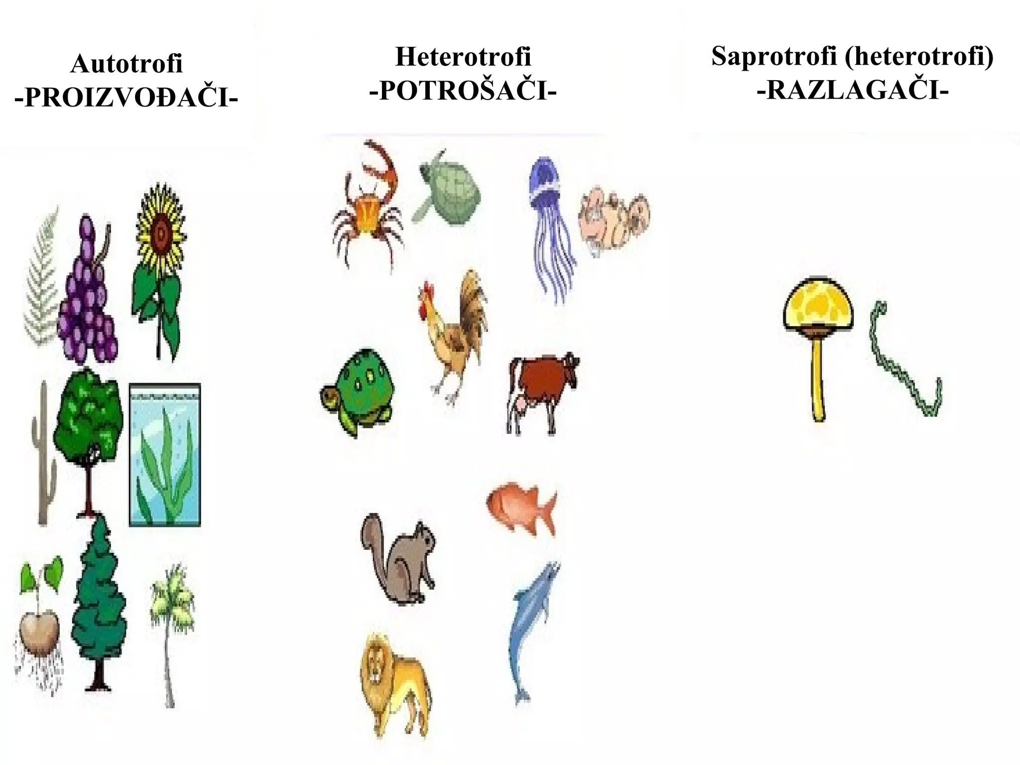 Lanac ishrane i trofička piramida | PPT