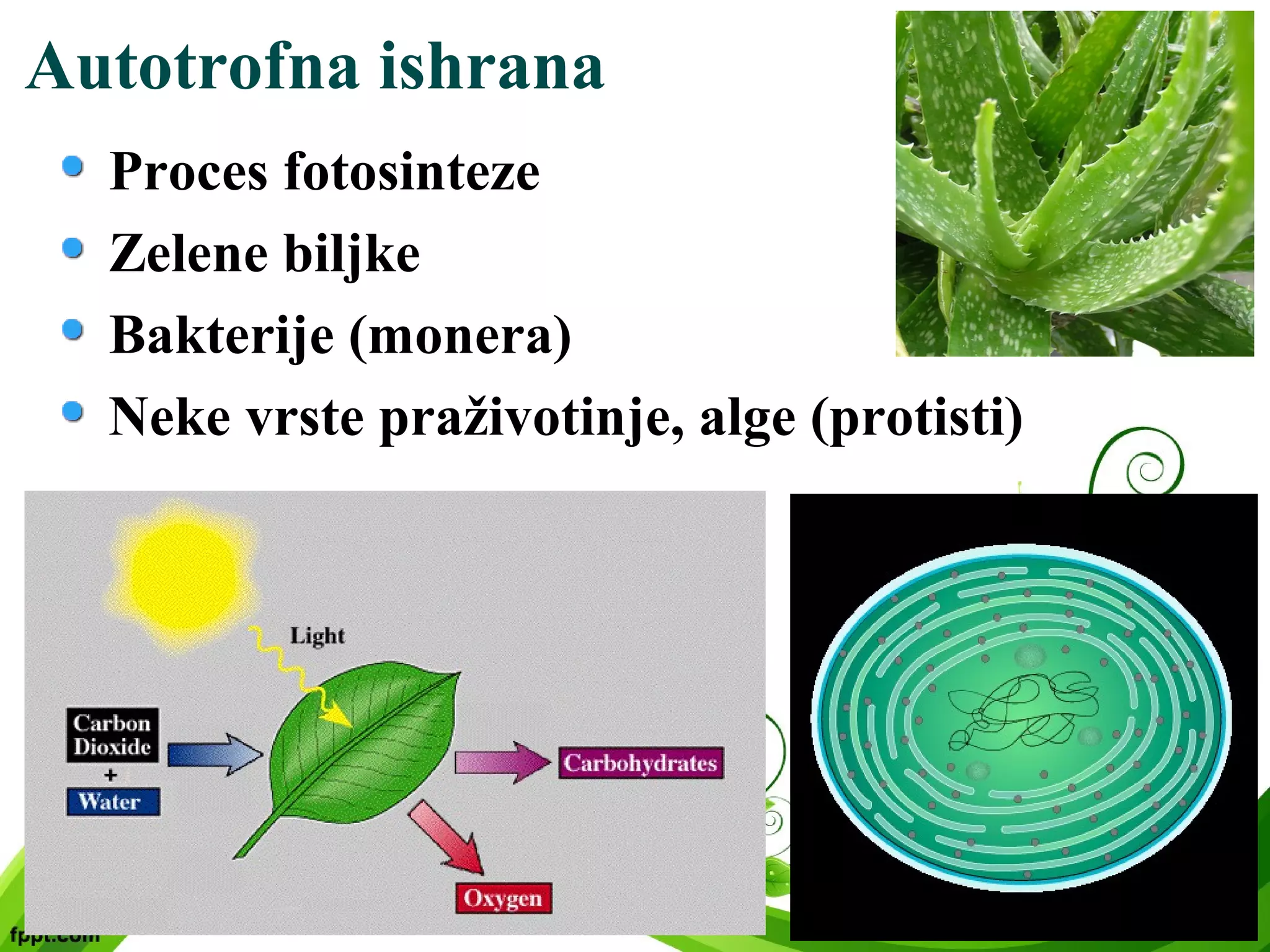 Lanac ishrane i trofička piramida | PPT